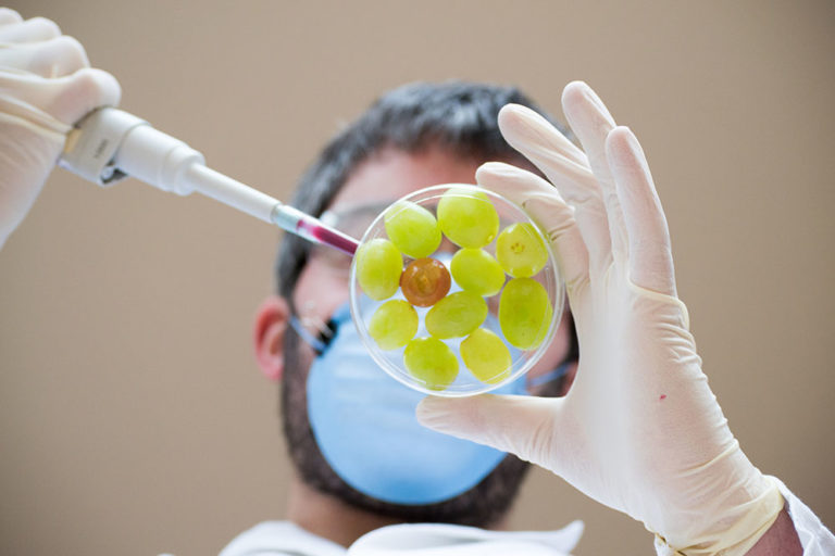 GMO Grapes | Expressions: The WineExpress.com Blog